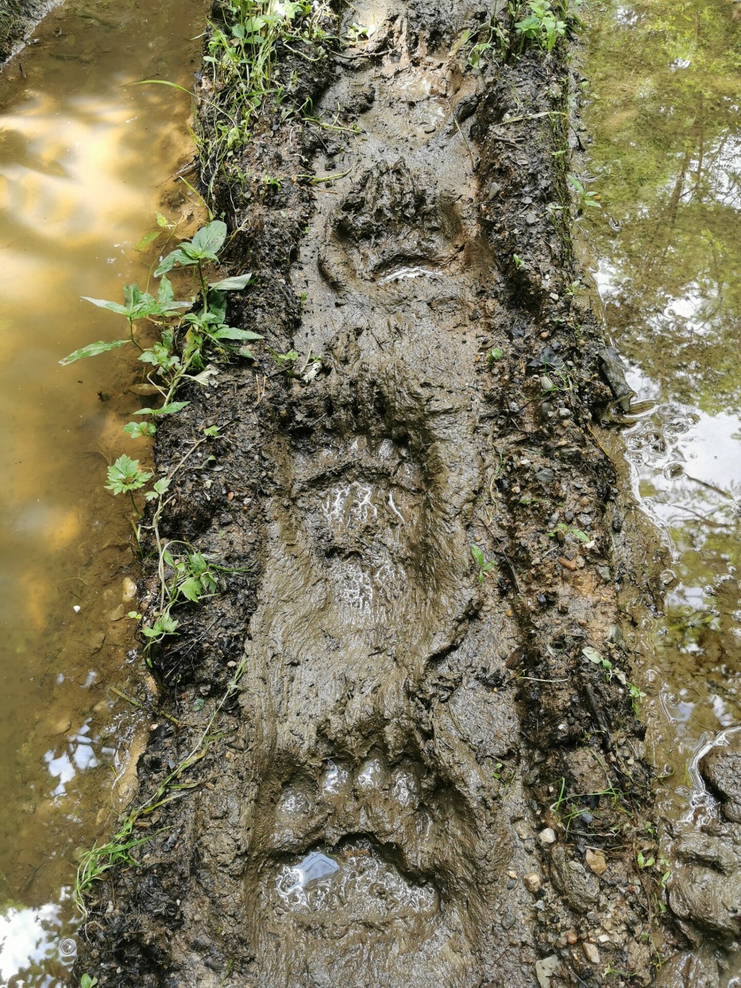 Pri Šaci pravdepodobne našli stopy MEDVEĎA. Nateraz sa odporúča ...